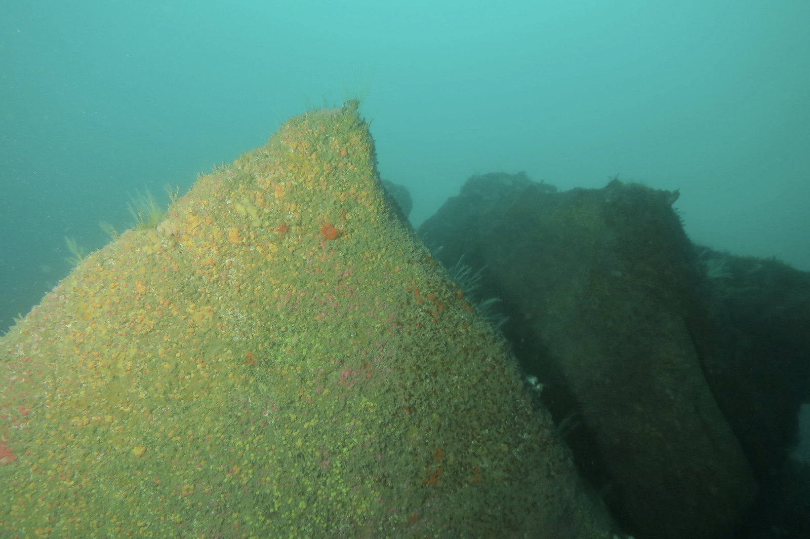 Eddystone Horseshoe Reef - 6 Jan 19 - Plymouth Sound Divers
