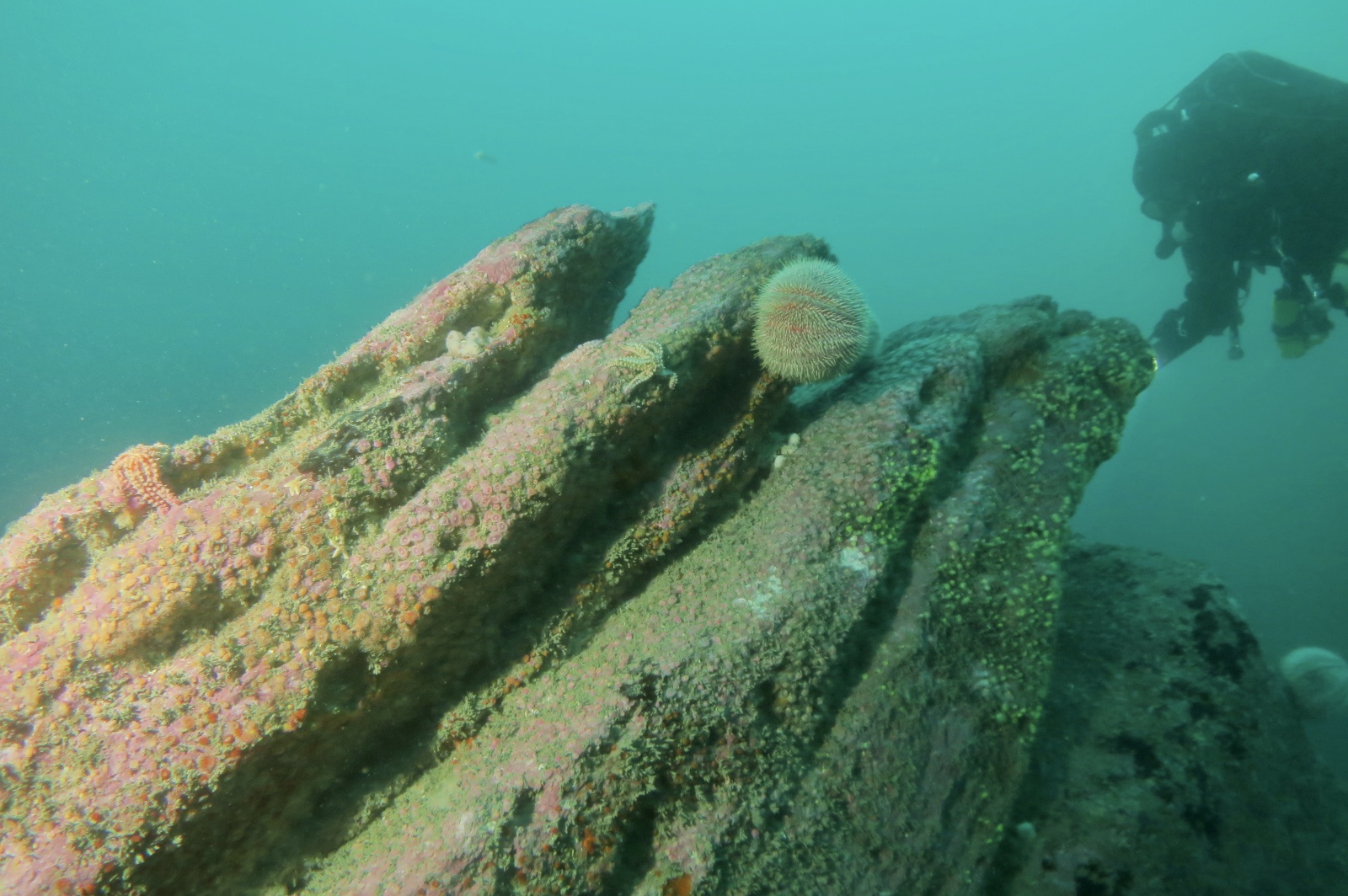 Eddystone Horseshoe Reef - 6 Jan 19 - Plymouth Sound Divers