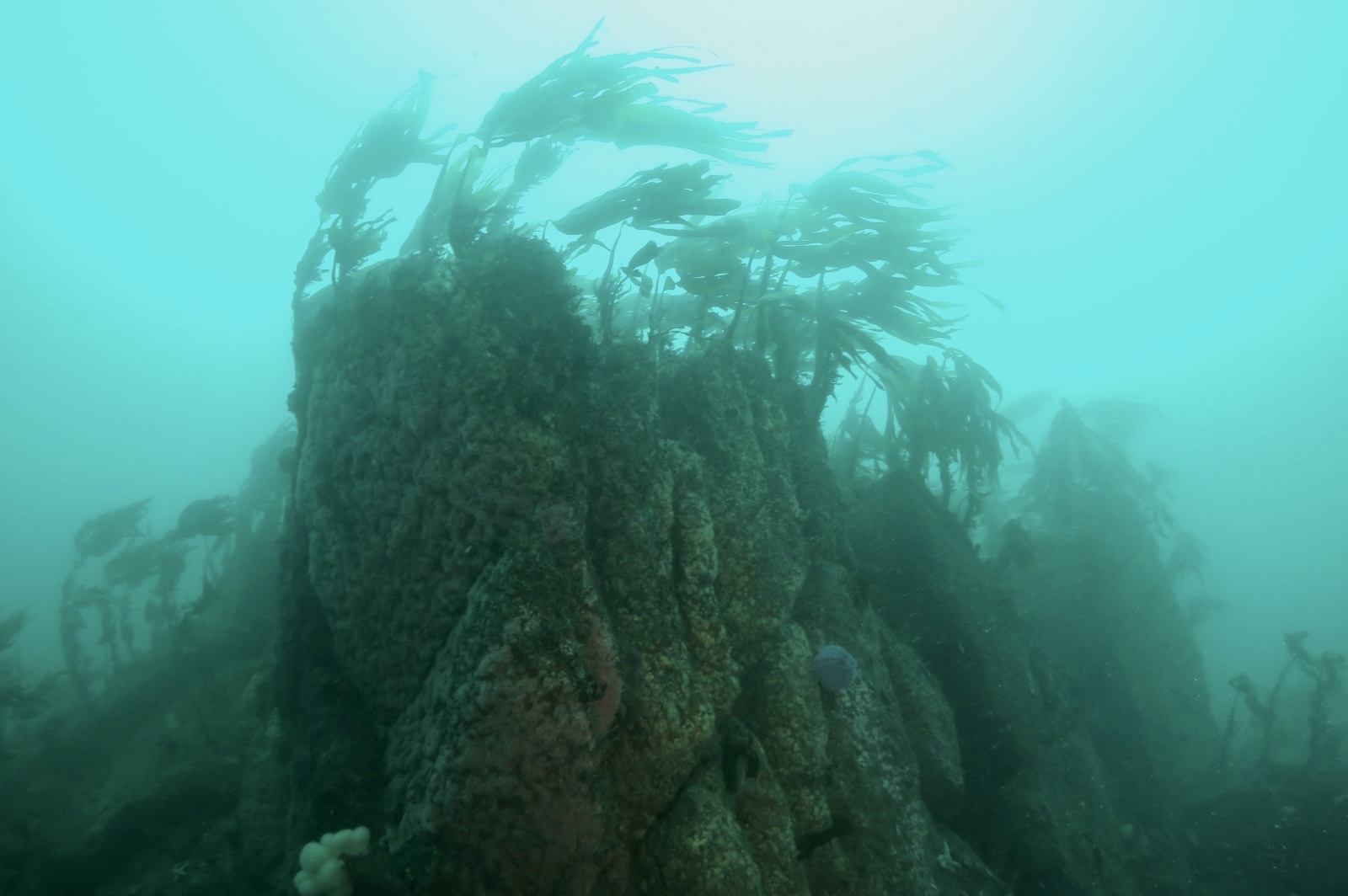 North Pinnacle Eddystone Reef - Plymouth Sound Divers