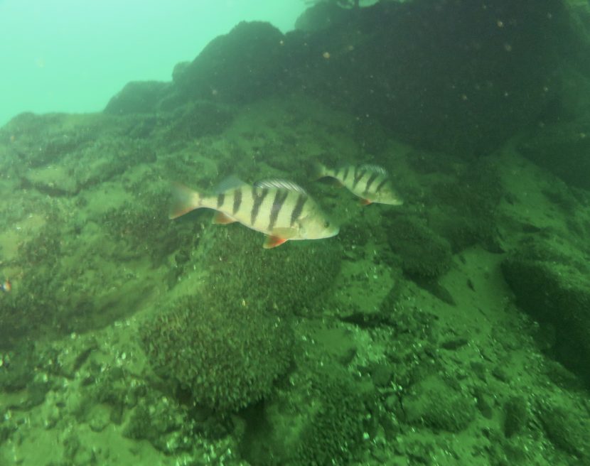 Vobster Quarry 10th February 2019 - Plymouth Sound Divers
