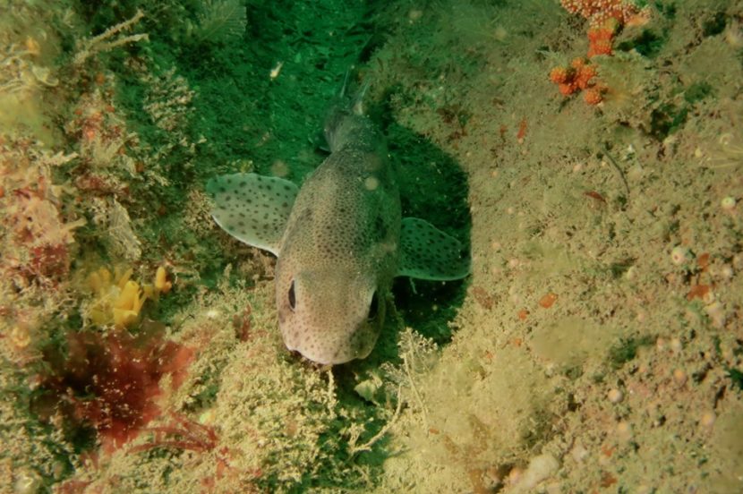 Isles of Scillies Club Trip with Dive Scilly - June 2019 - Plymouth ...