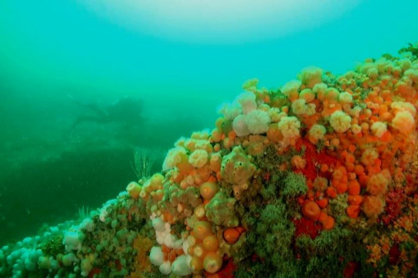 Isles of Scillies Club Trip with Dive Scilly - June 2019 - Plymouth ...