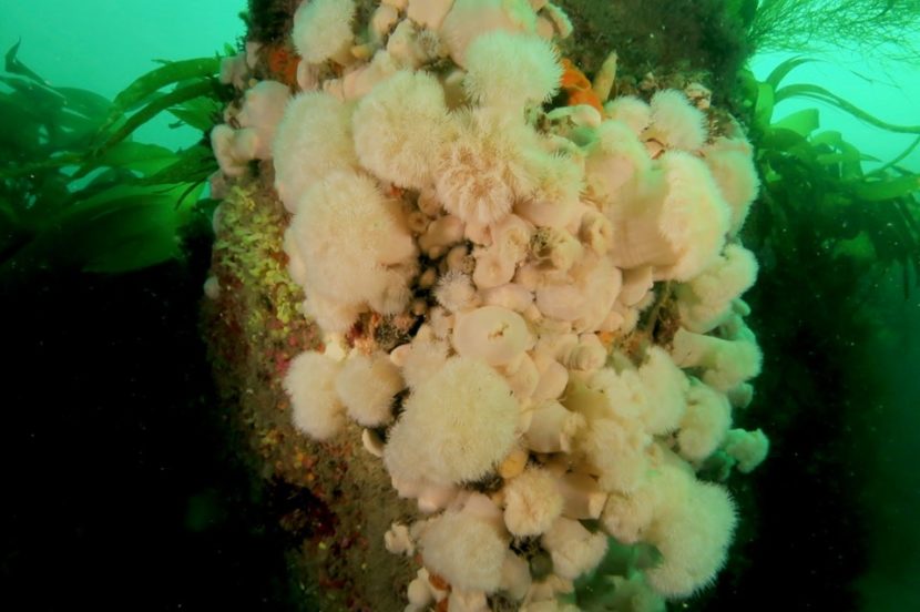 Isles of Scillies Club Trip with Dive Scilly - June 2019 - Plymouth ...
