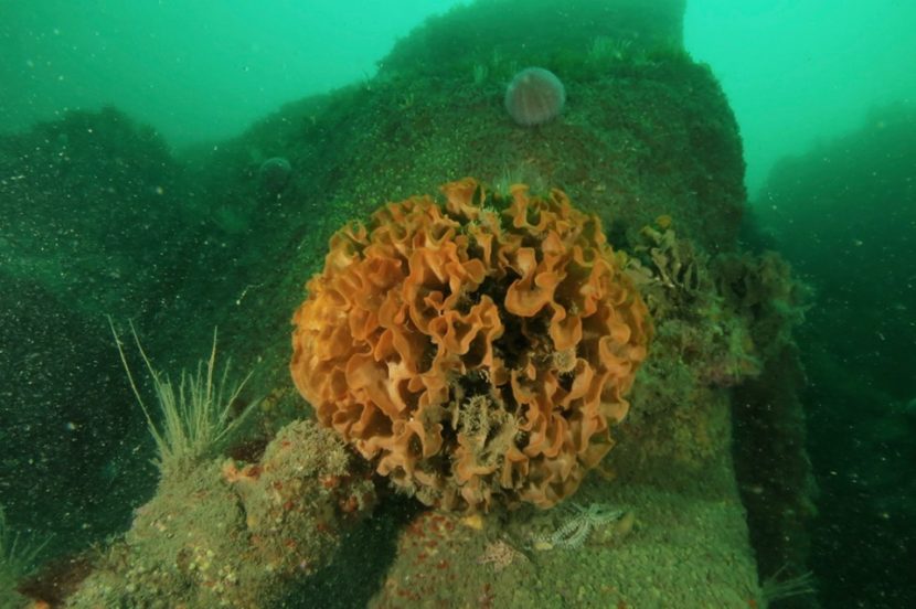 Isles of Scillies Club Trip with Dive Scilly - June 2019 - Plymouth ...