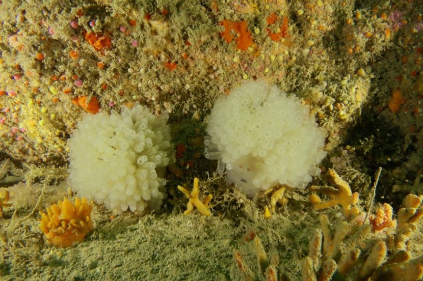 Isles of Scillies Club Trip with Dive Scilly - June 2019 - Plymouth ...