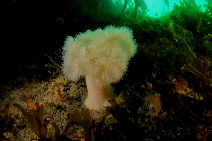 Isles of Scillies Club Trip with Dive Scilly - June 2019 - Plymouth ...