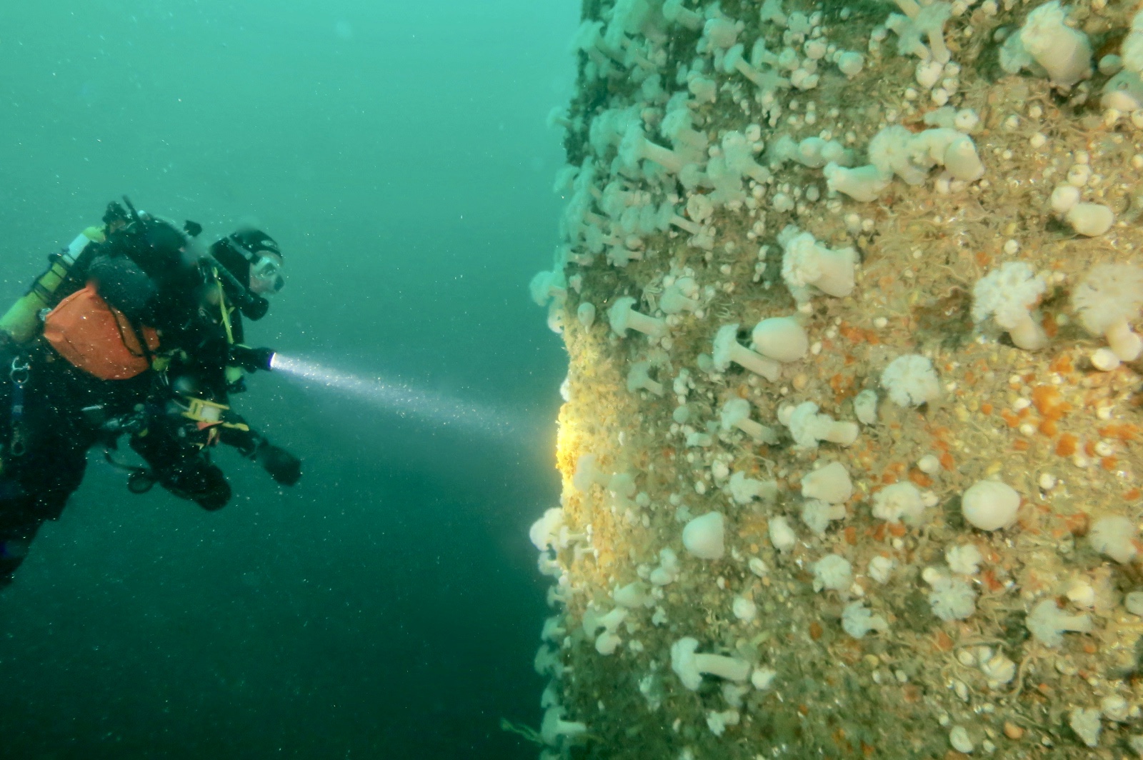 Plymouth Sound Divers | A local Scuba Diving club in Plymouth.