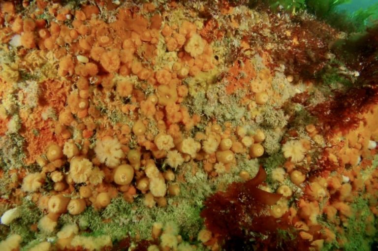Isles of Scillies Club Trip with Dive Scilly - June 2019 - Plymouth ...
