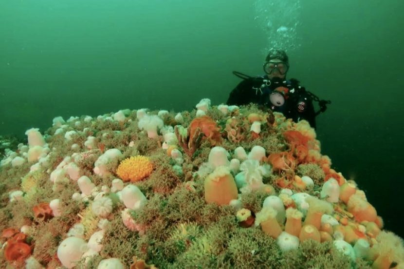 Isles of Scillies Club Trip with Dive Scilly - June 2019 - Plymouth ...