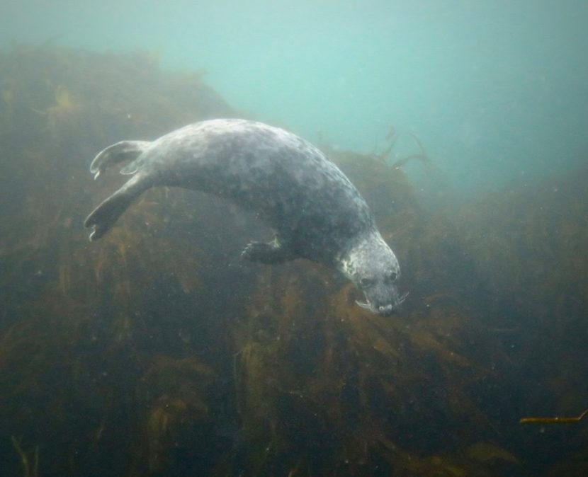 Plymouth Sound Divers | A local Scuba Diving club in Plymouth.